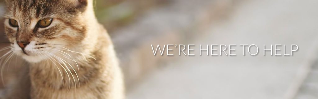 Home - EASEL Animal Rescue League & Pet Adoptions